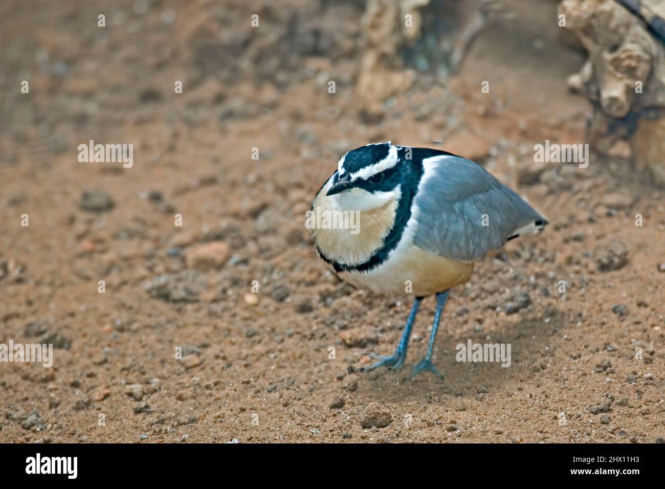 A Egyptian Plover, Pluvianus aegyptius, close up Stock Photo - Alamy