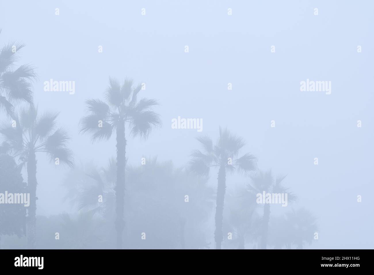 Fragment of the landscape with vegetation shrouded in a thick fog ...