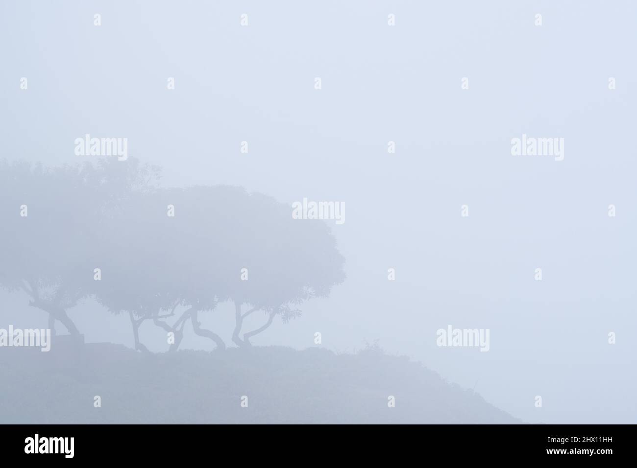 Fragment of the landscape with vegetation shrouded in a thick fog ...