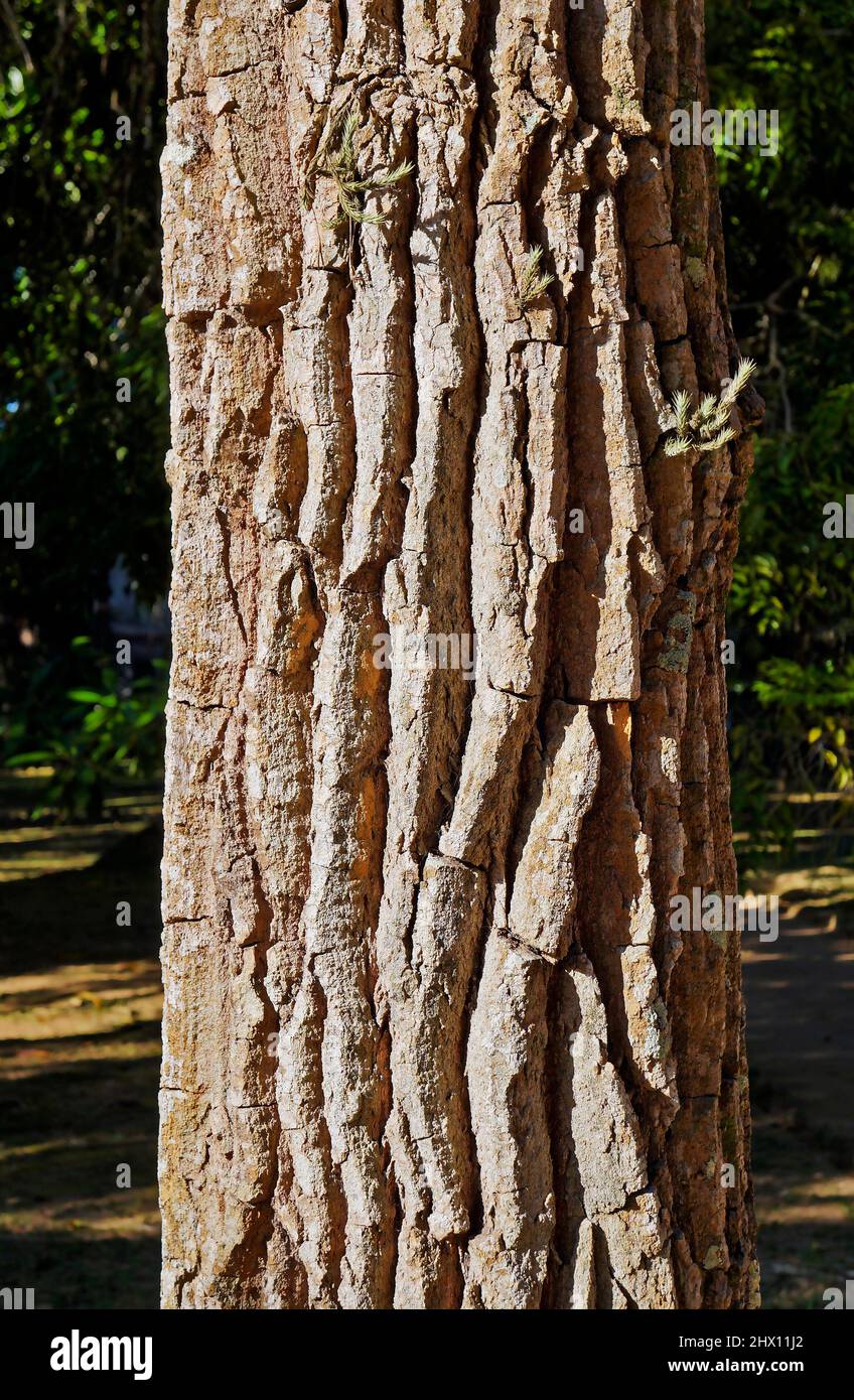 Timber tree native to Brazil (Aspidosperma macrocarpon Stock Photo - Alamy