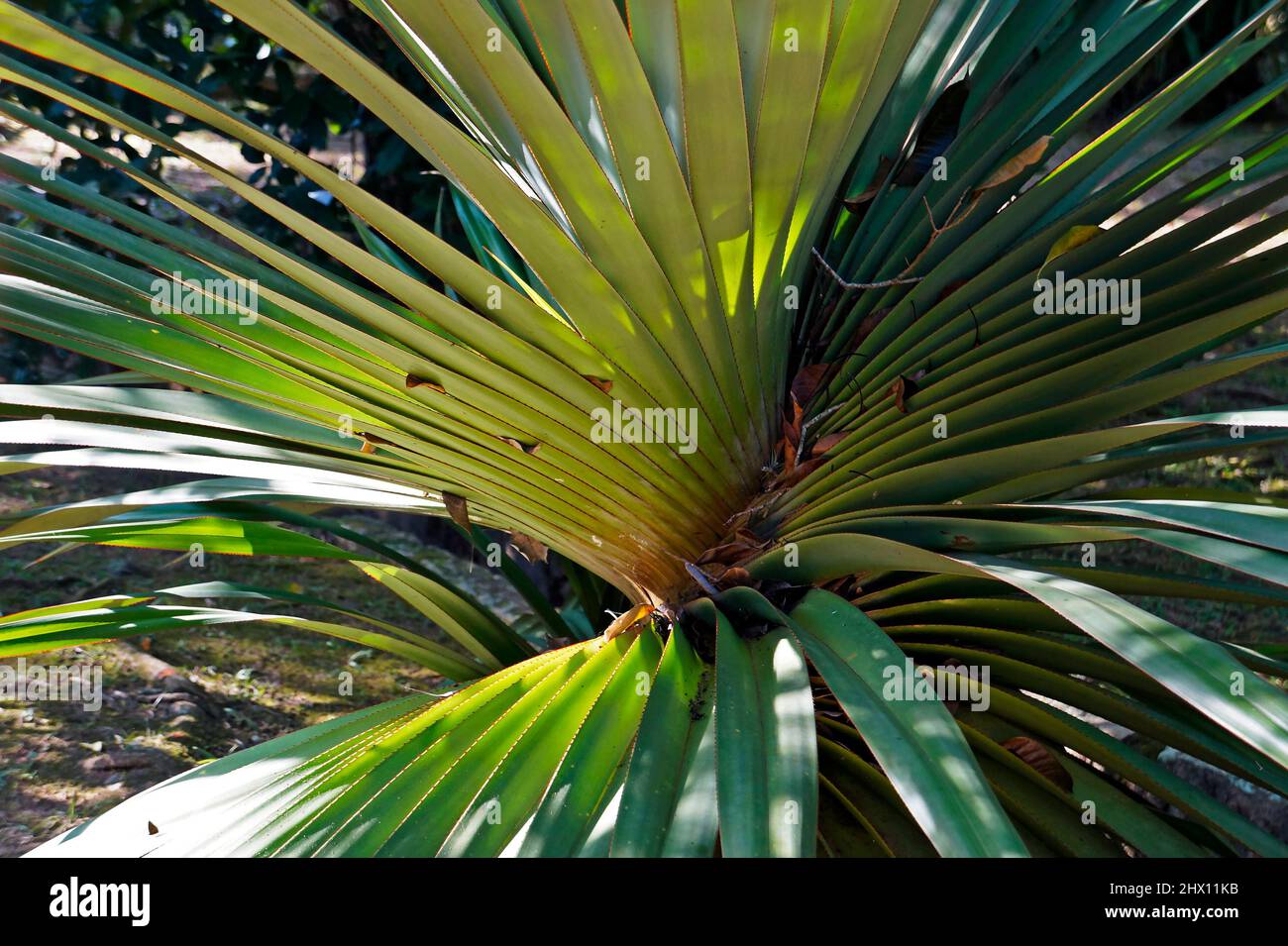 The commonest pandanus (Pandanus spiralis Stock Photo - Alamy