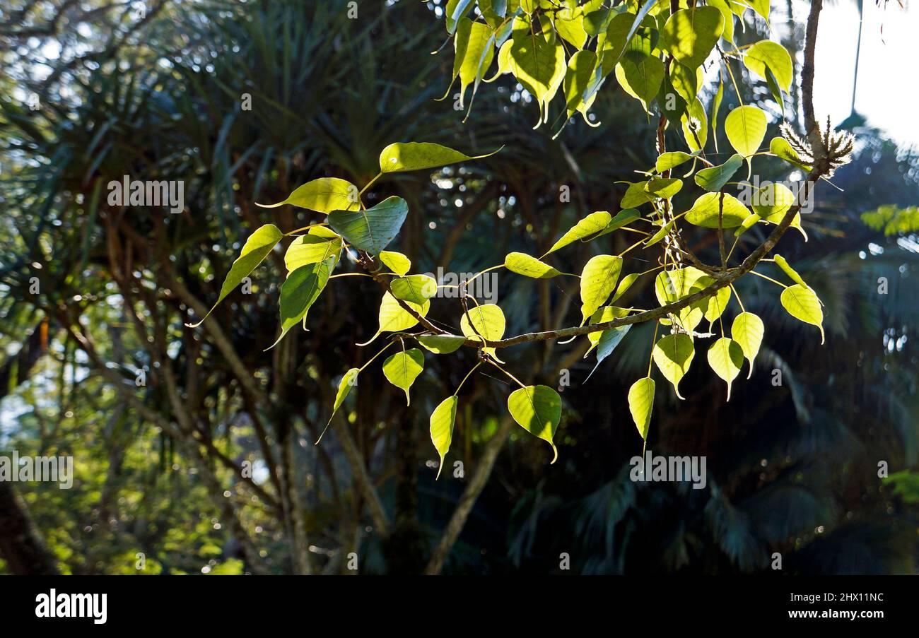 Sacred fig leaves (Ficus religiosa Stock Photo - Alamy