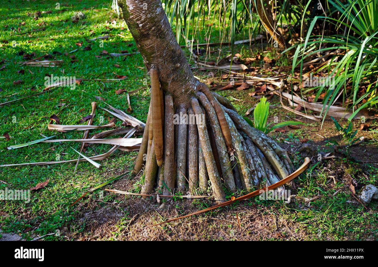Stilt Roots Pandanus