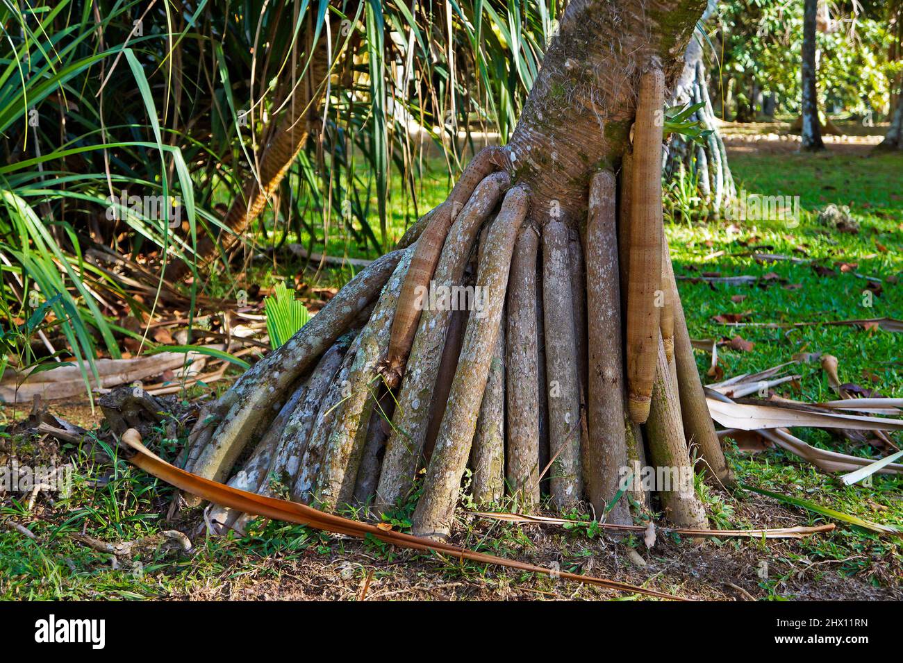 Pandanus roots hi-res stock photography and images - Alamy