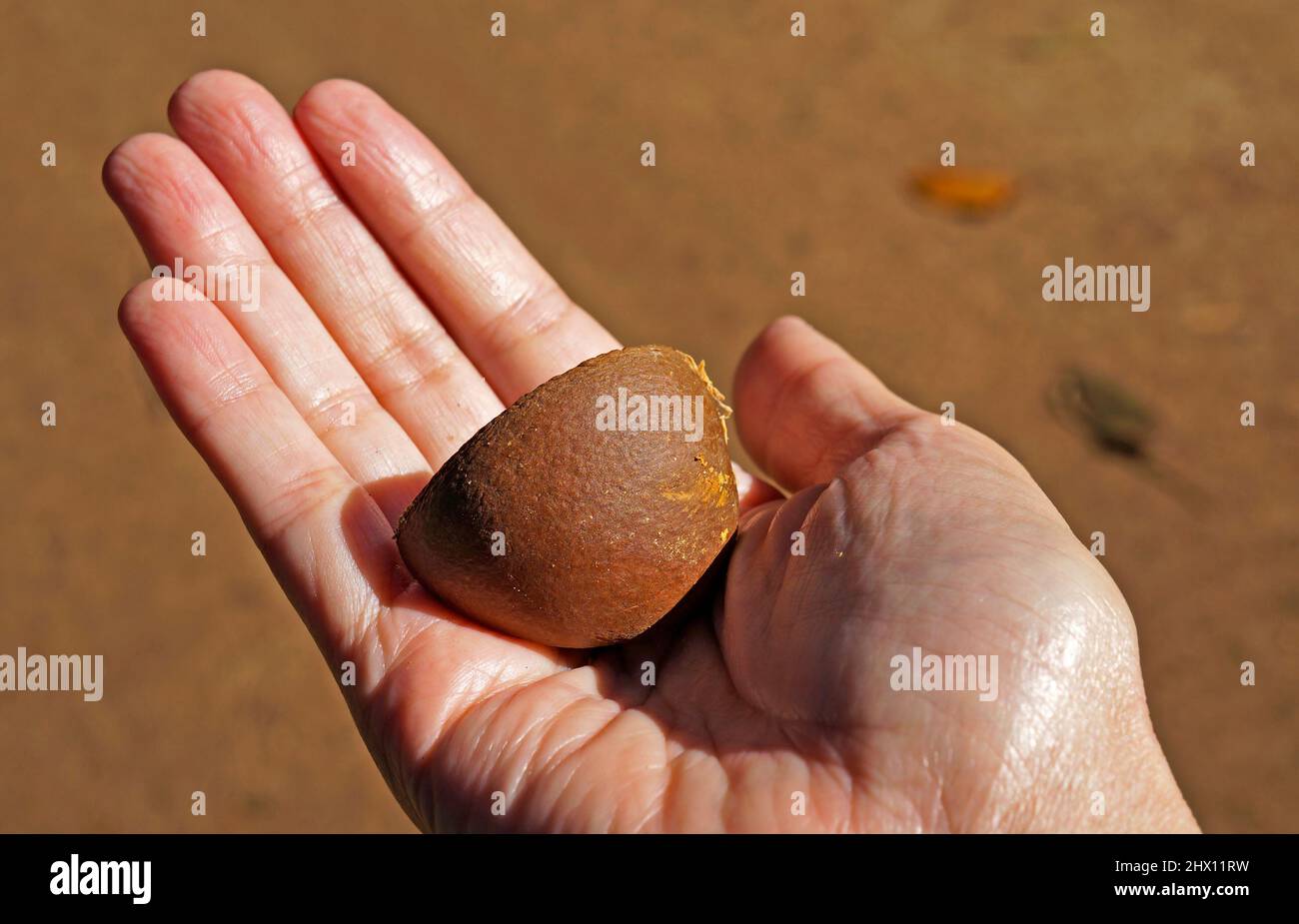 Crabwood tree seed or Andiroba seed (Carapa guianensis) on hand, Rio ...