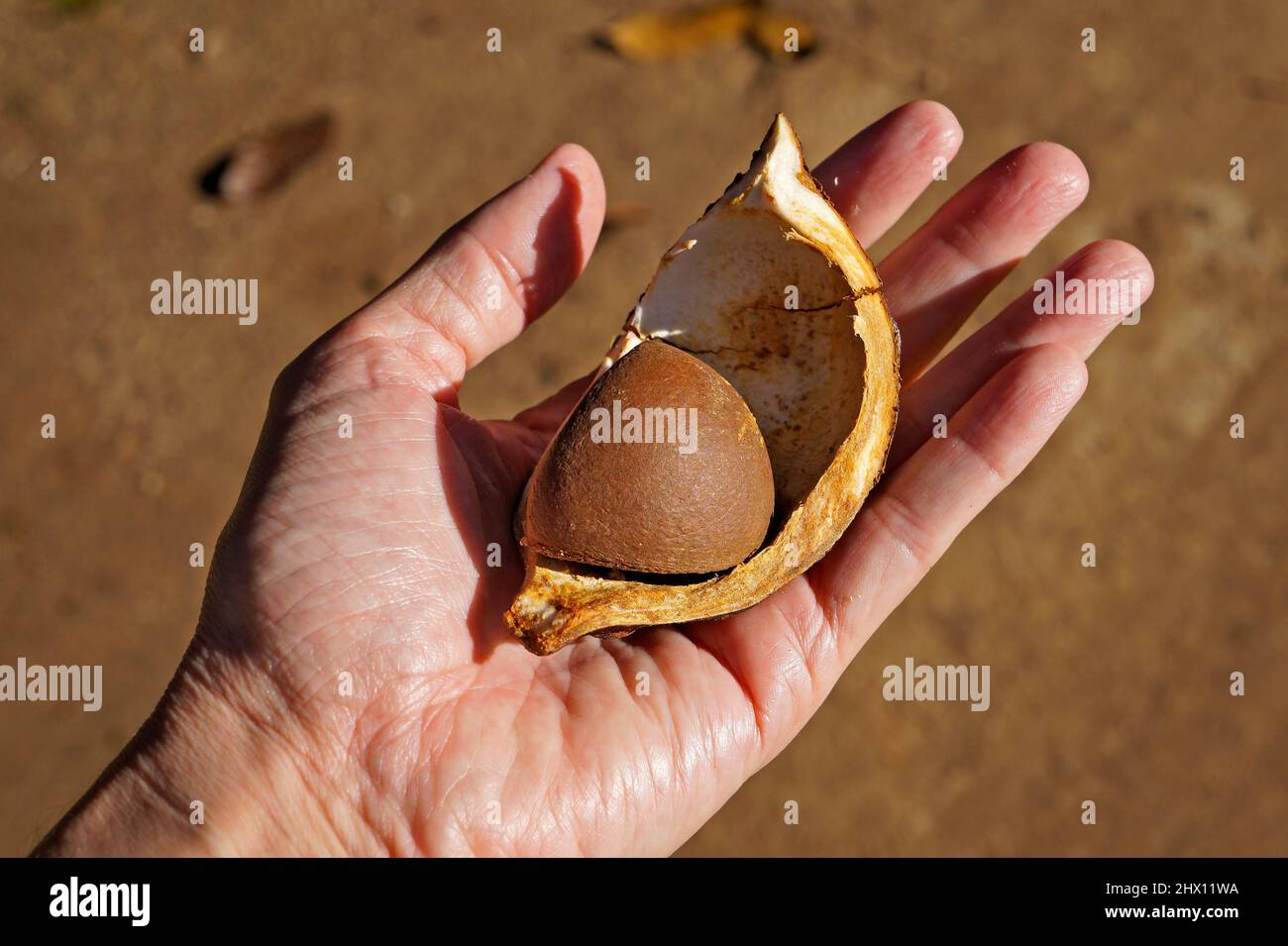 Andiroba tree hi-res stock photography and images - Alamy