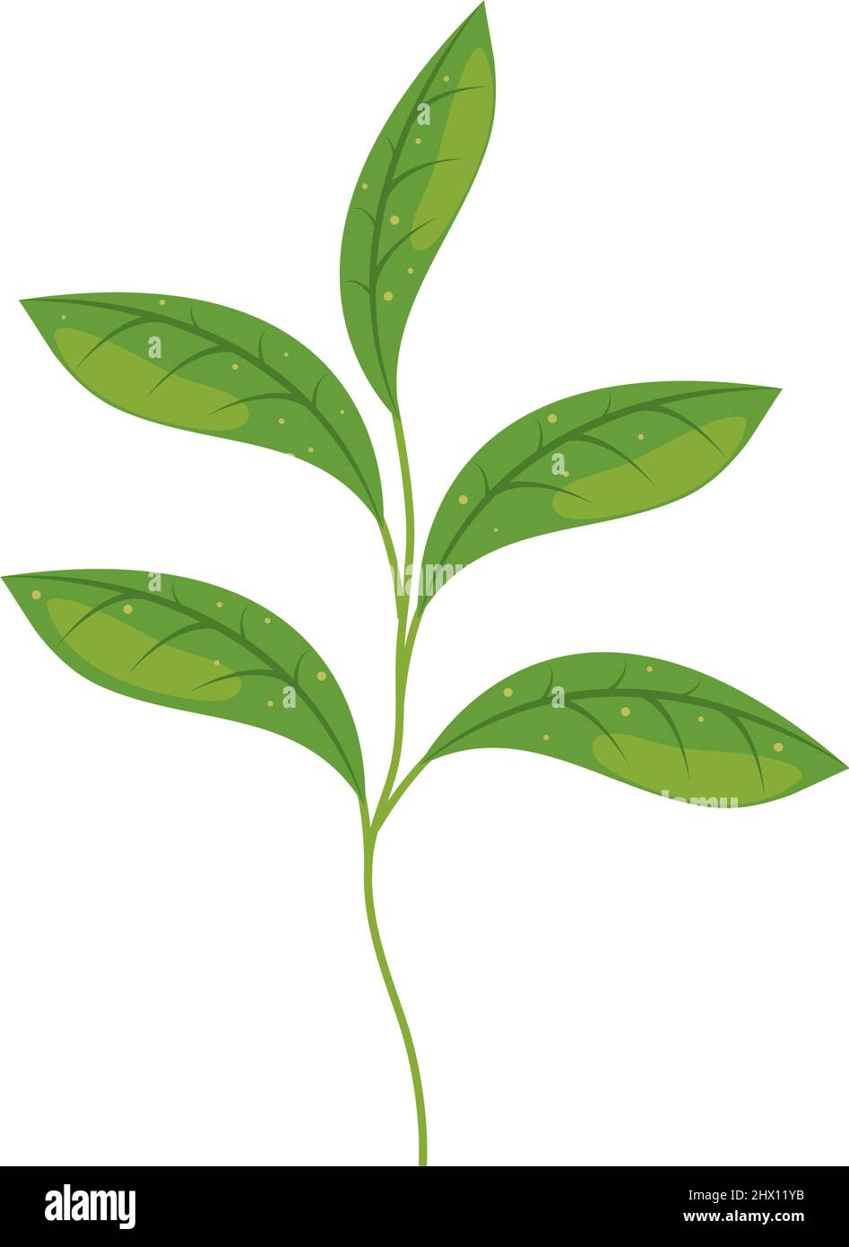 matcha tea branch Stock Vector Image & Art - Alamy