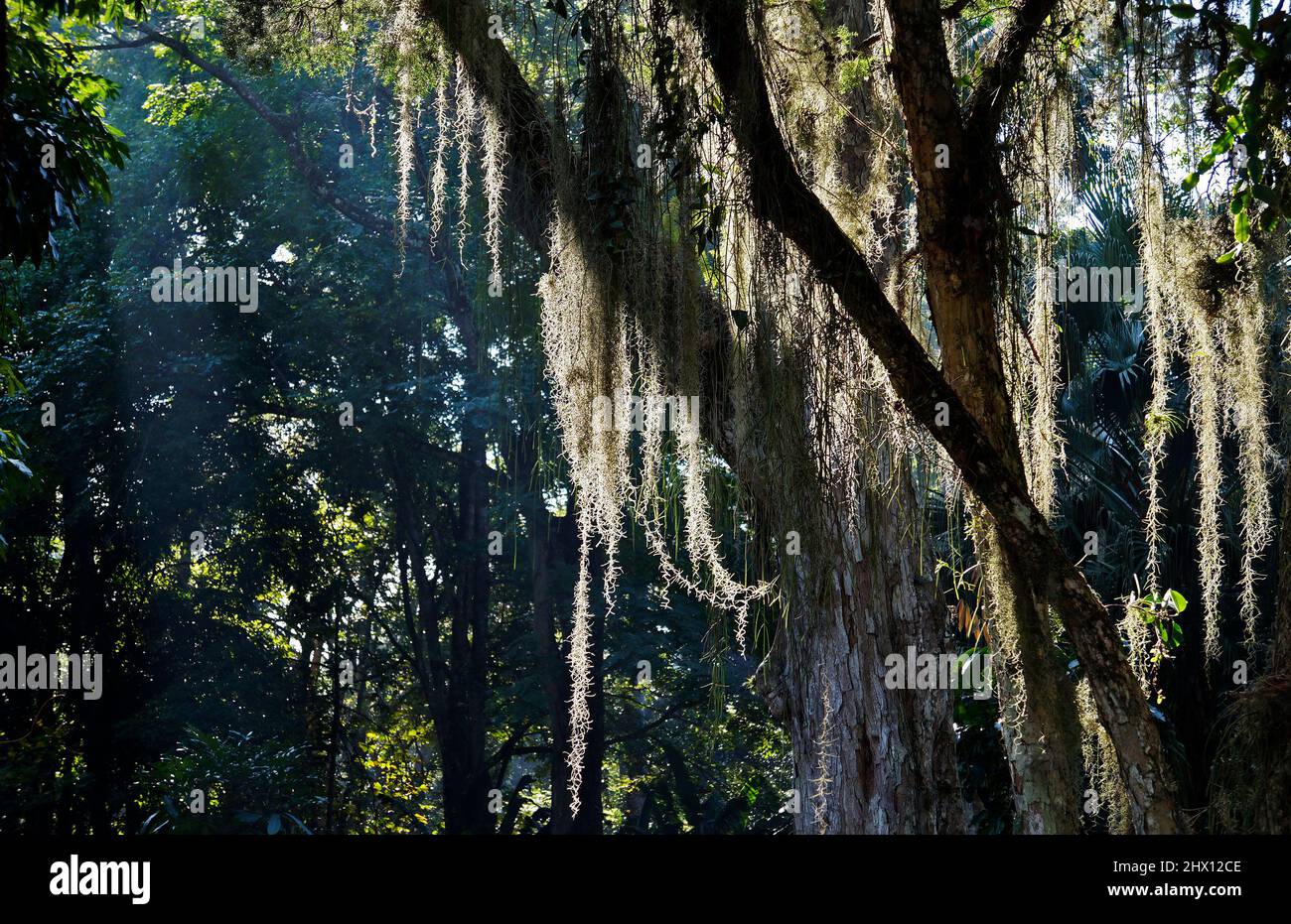 Tree with lichens and bromeliads on tropical rainforest, Rio Stock ...