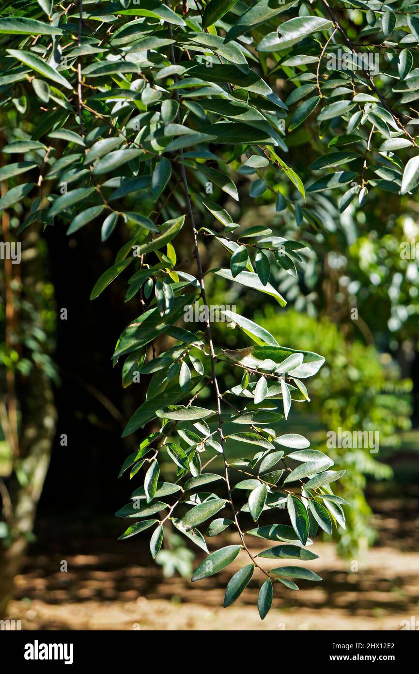 Tree branch on tropical rainforest, Rio de Janeiro Stock Photo - Alamy