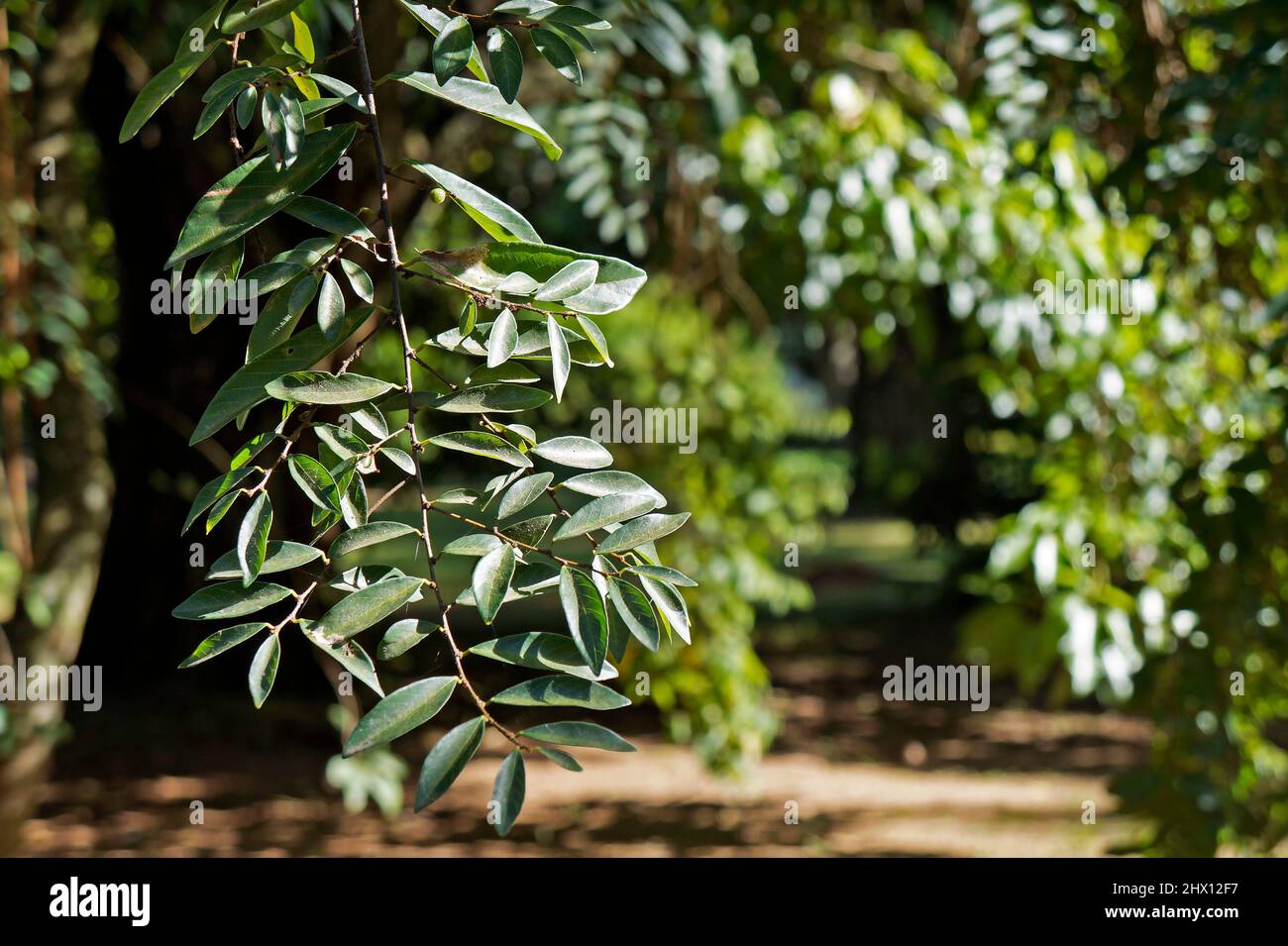Tree branch on tropical rainforest, Rio de Janeiro Stock Photo - Alamy