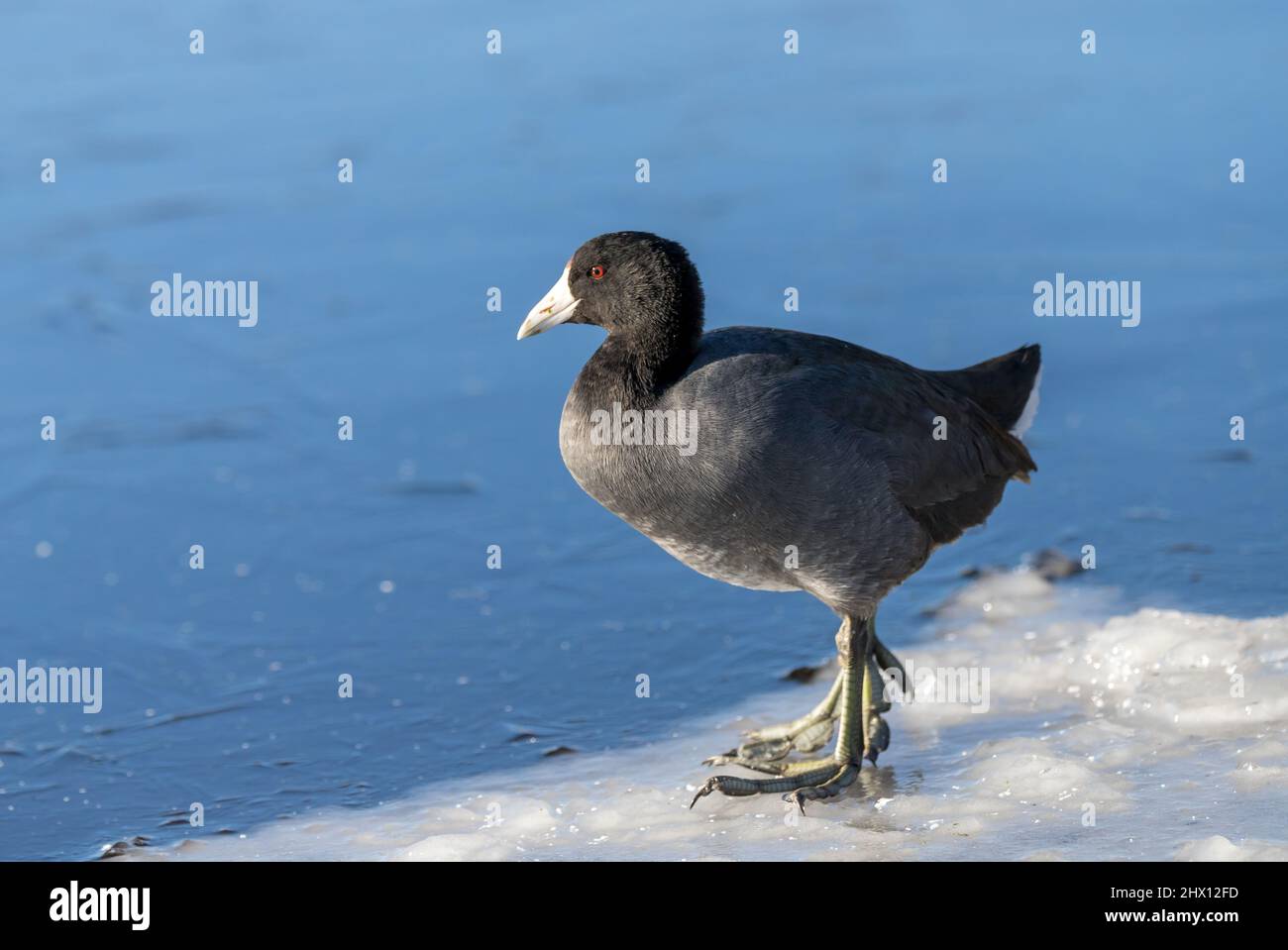 A common or eurasian coot " Fulica atra "walks on an icy lake during ...