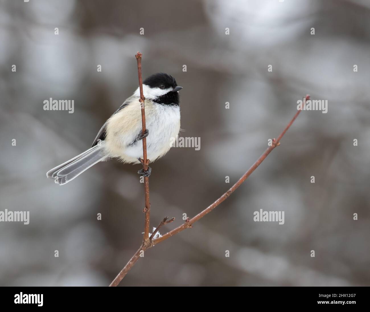 Black-capped Chickadee is the provincial bird of New Brunswick Canada ...