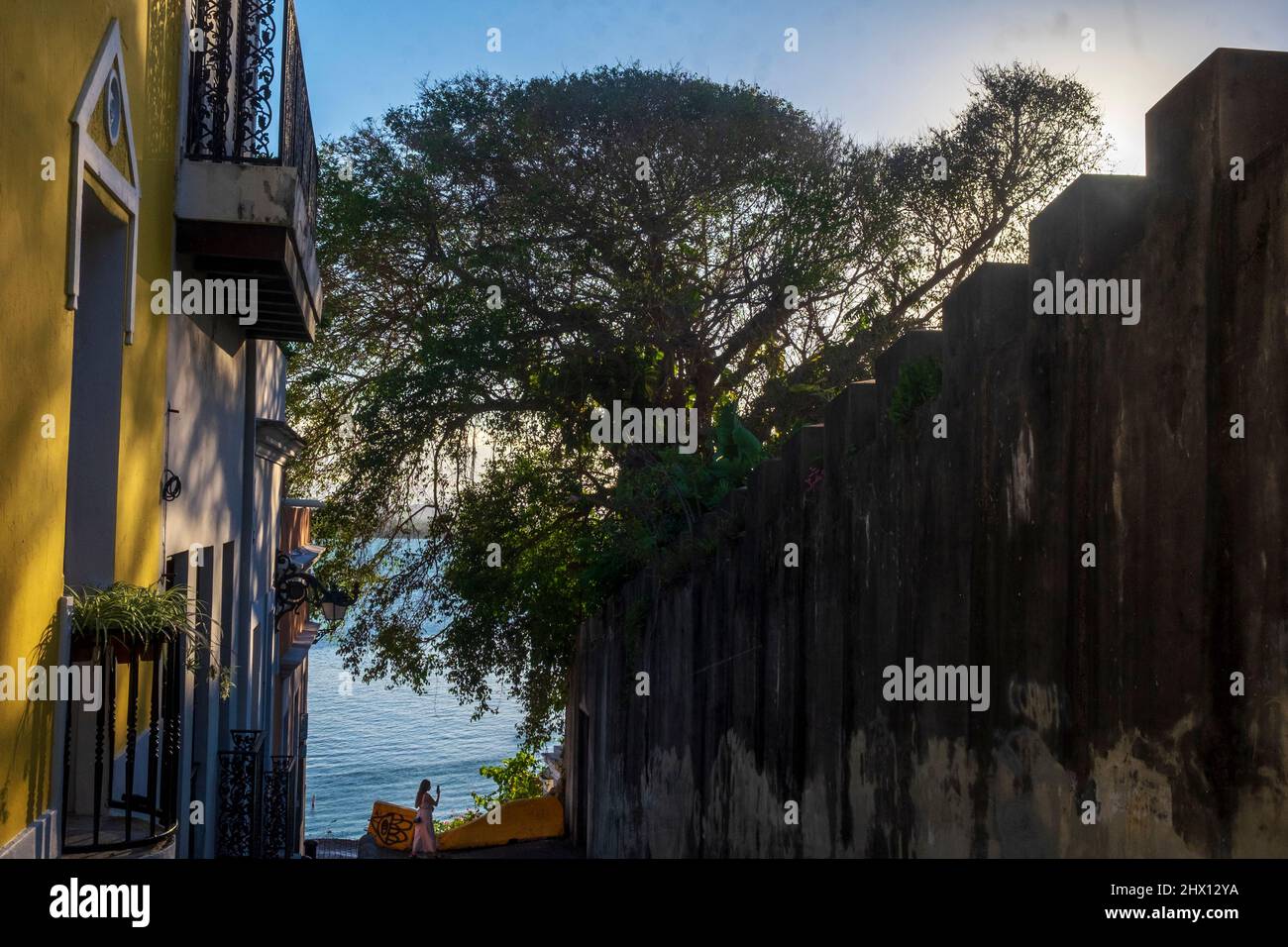 Large old tree by a wall on Calle del Sol, San Juan, Puerto Rico Stock ...