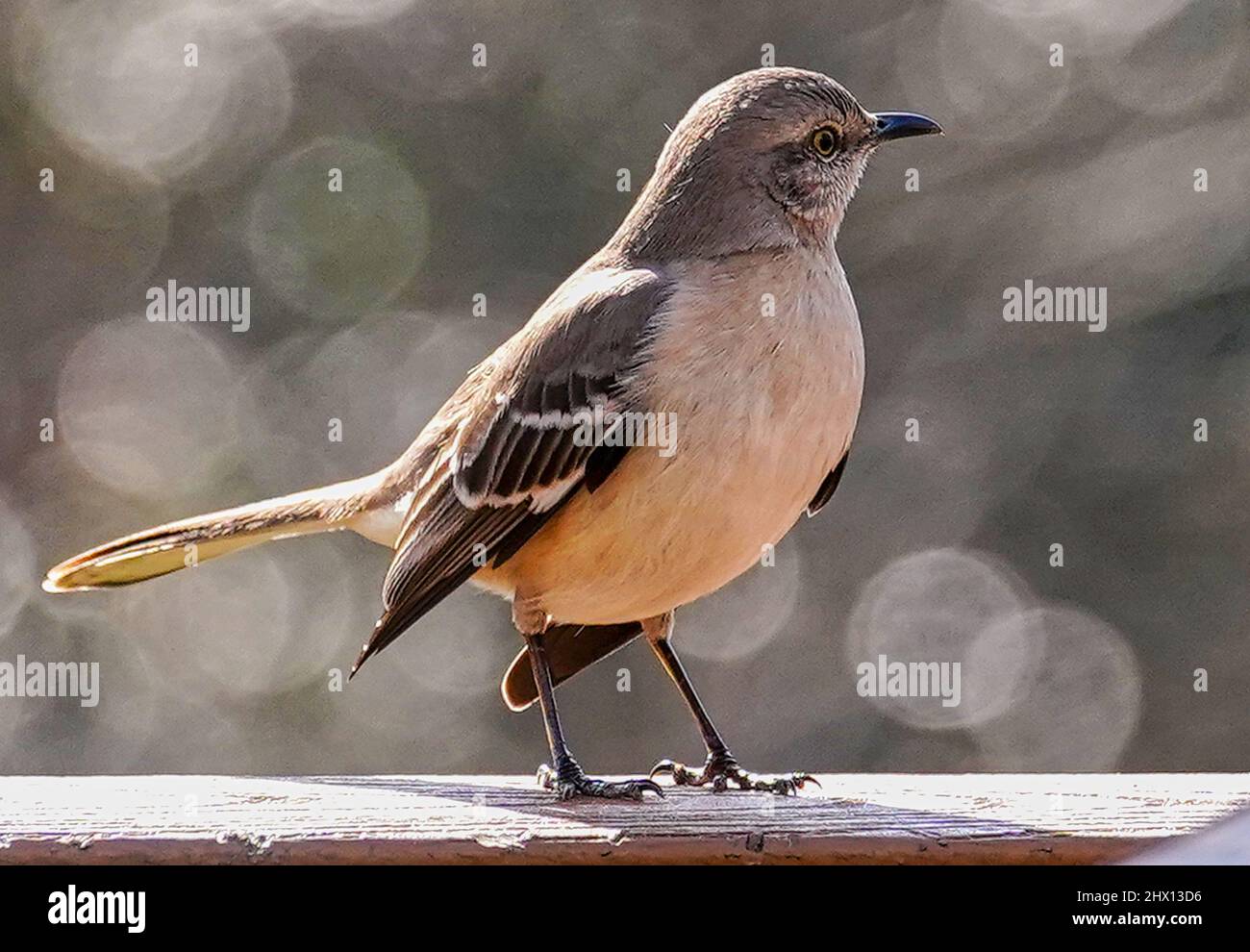 Northern Mockingbird on the backyard deck Stock Photo - Alamy
