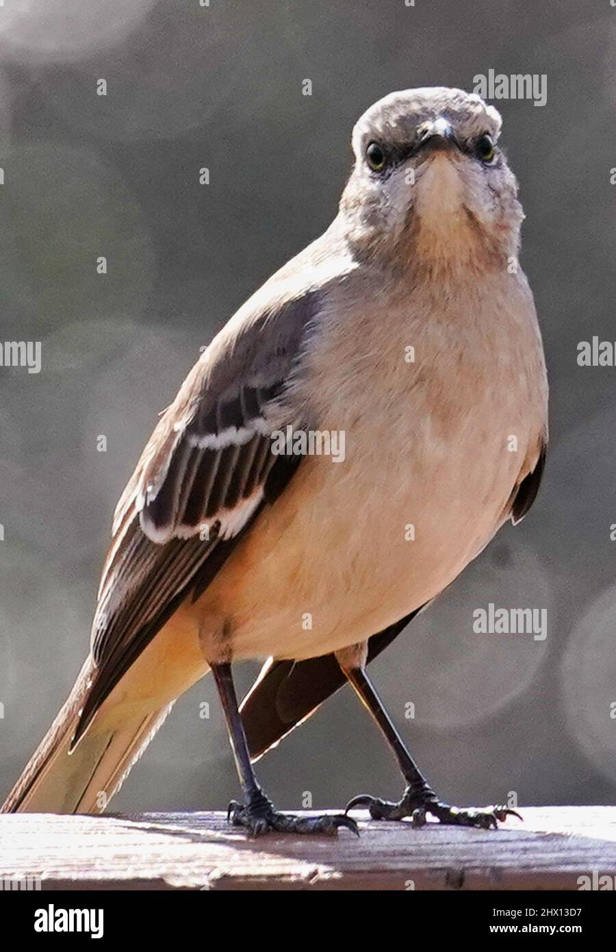 Northern Mockingbird on the backyard deck Stock Photo - Alamy