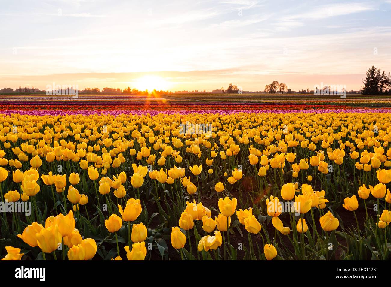 Tulip Farm in Bloom Stock Photo - Alamy