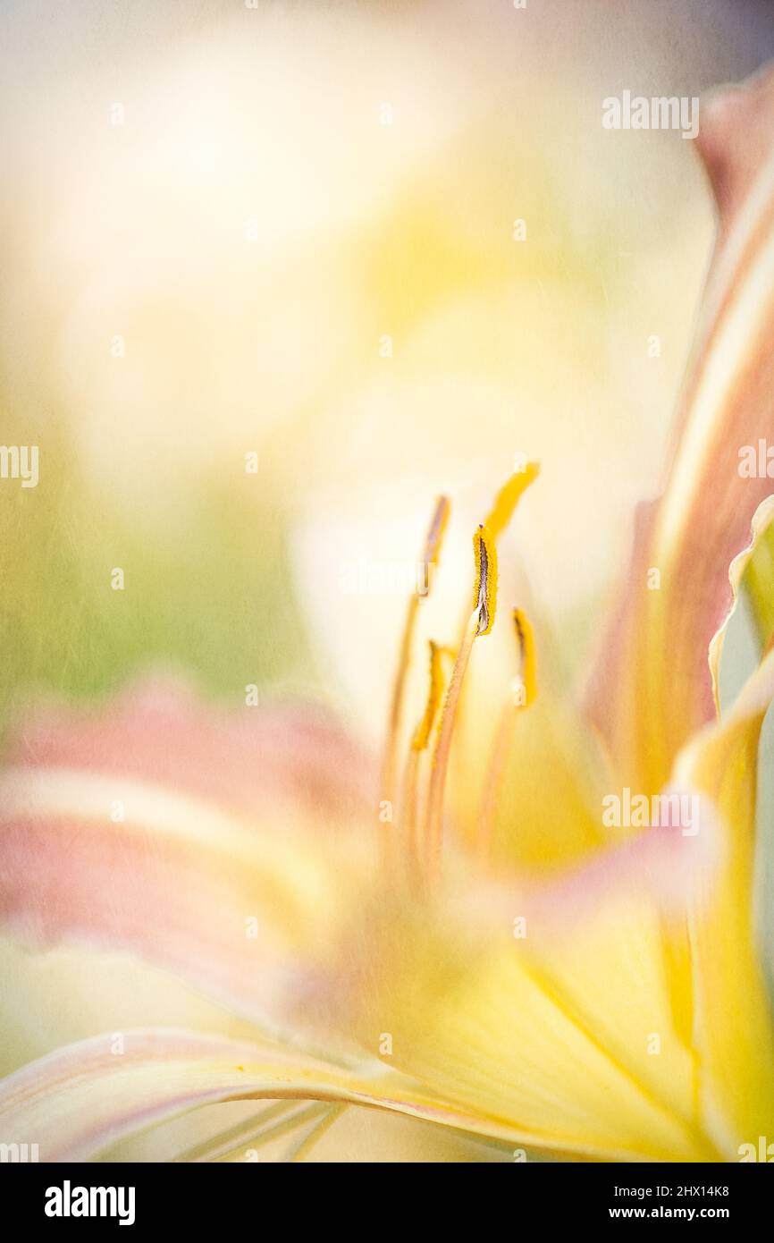 Artistic flower hi-res stock photography and images - Alamy