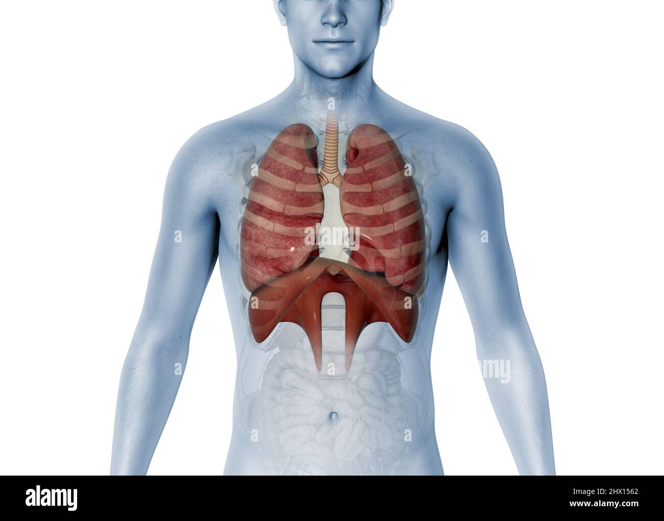 Lungs and diaphragm, illustration Stock Photo - Alamy