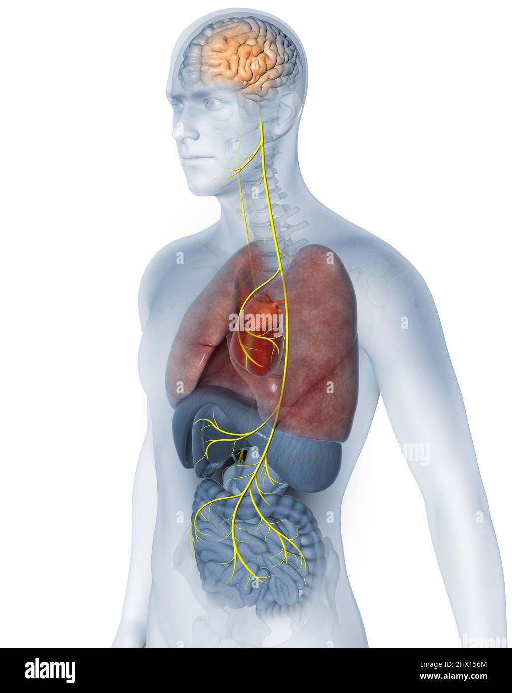 Vagus nerve, illustration Stock Photo - Alamy