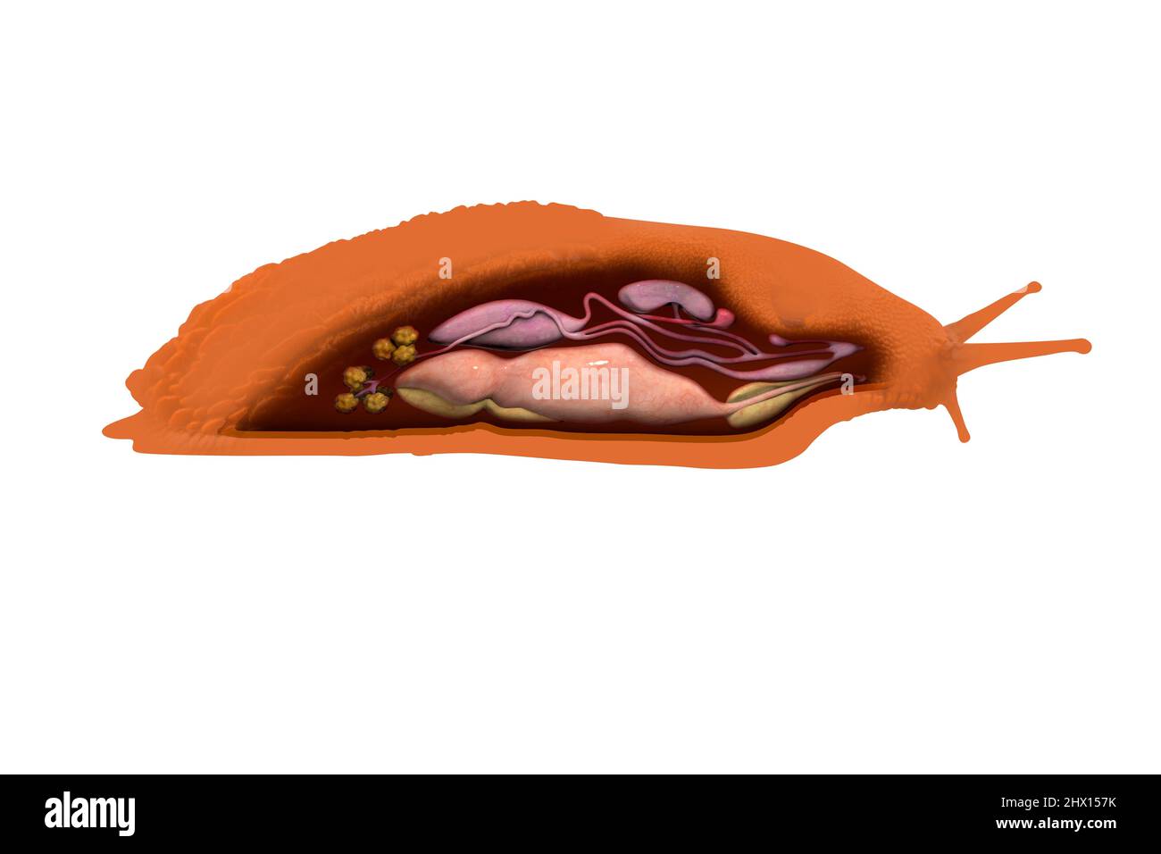 Inner organs of a slug, illustration Stock Photo - Alamy