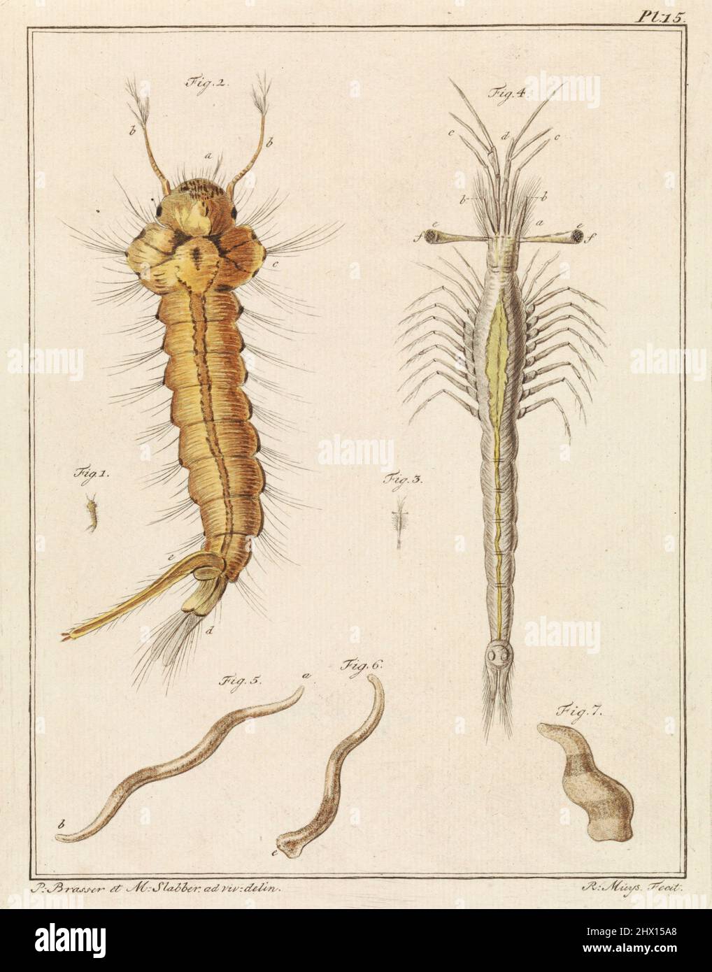 Mosquito, stalked shrimp and worm, illustration Stock Photo - Alamy