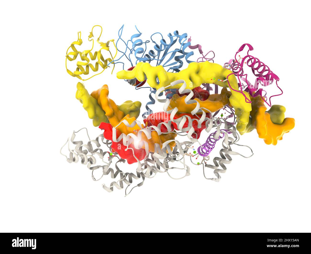 CRISPR Cas12a protein, molecular model Stock Photo - Alamy