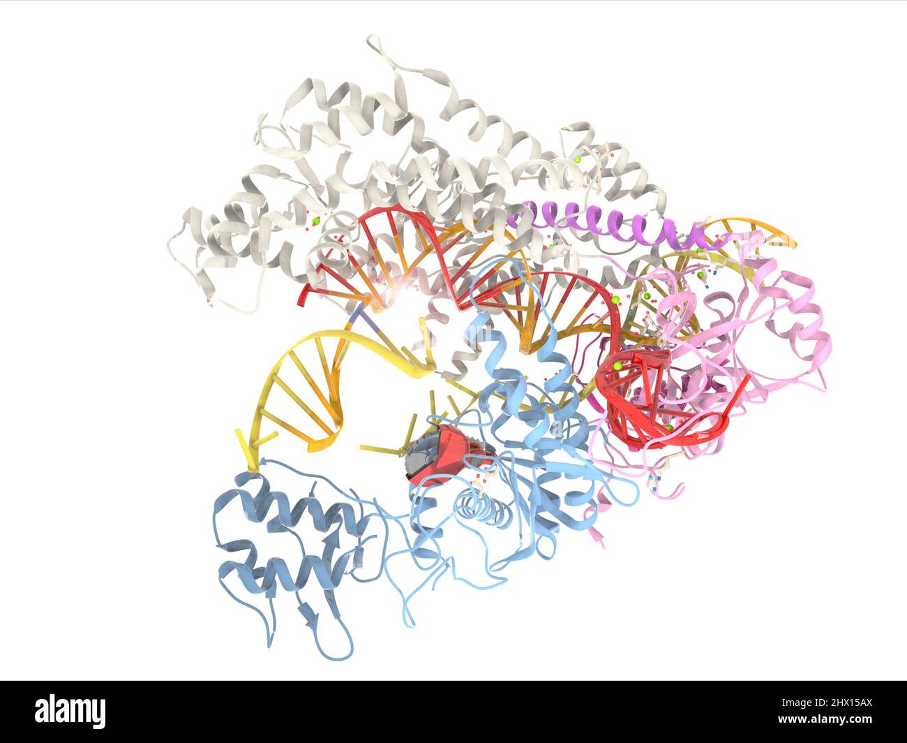 CRISPR Cas12a protein, molecular model Stock Photo - Alamy