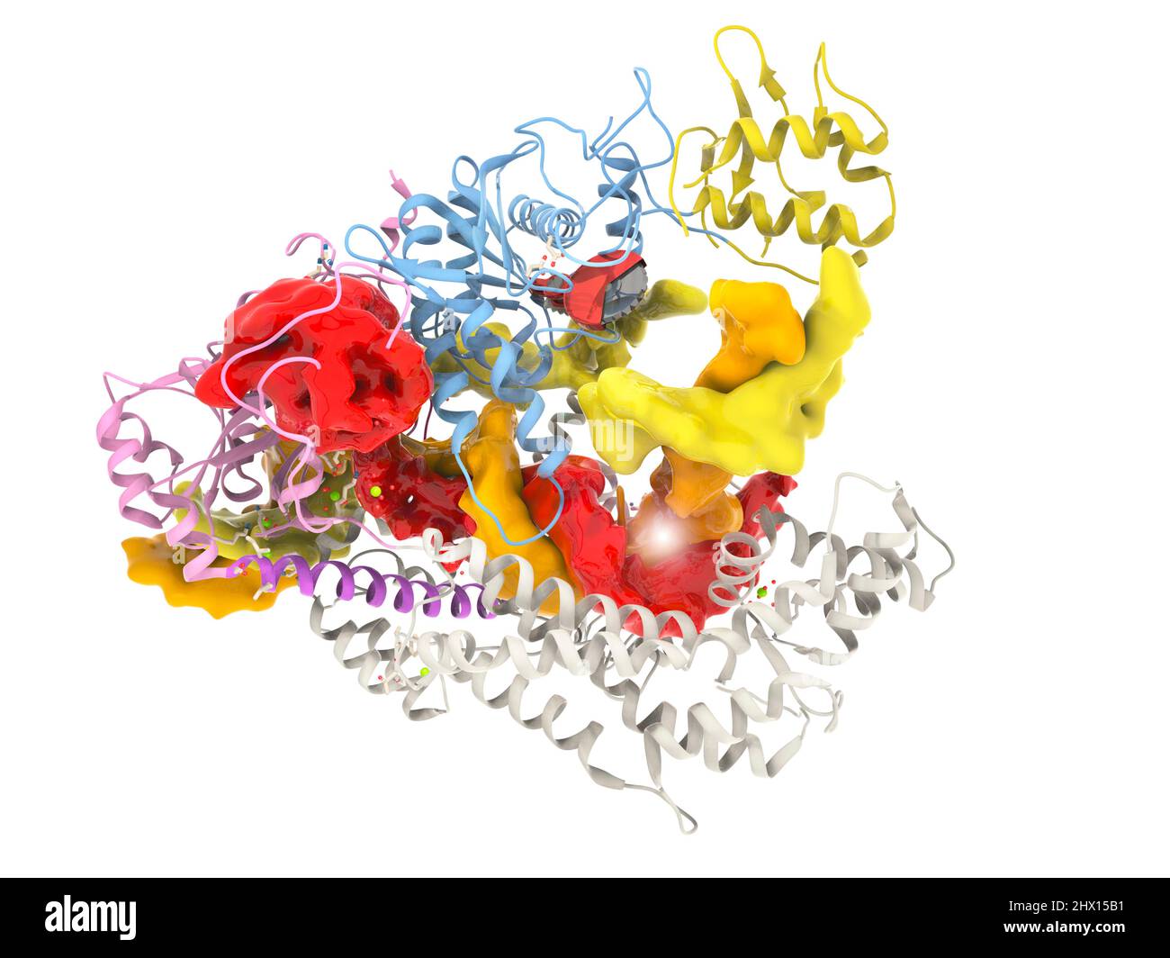CRISPR Cas12a protein, molecular model Stock Photo - Alamy