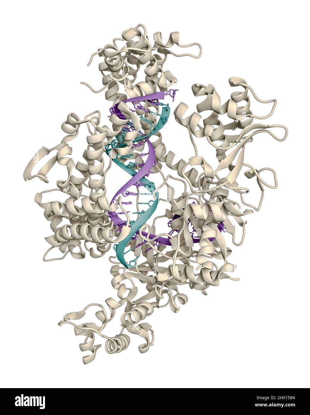 CRISPR Cas12a protein complexed to guide RNA and target DNA Stock Photo ...