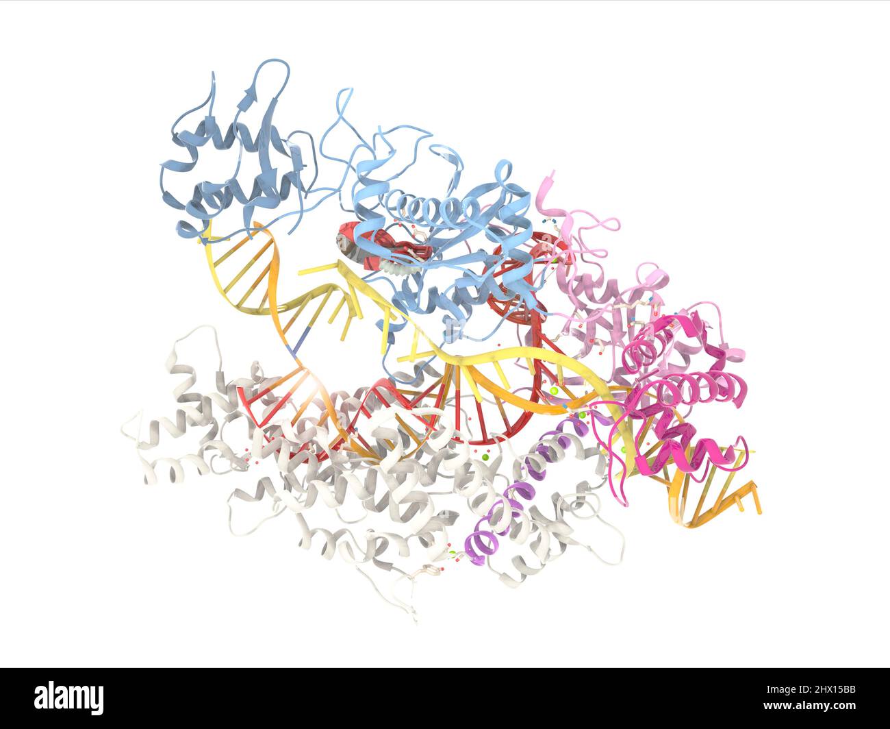 CRISPR Cas12a protein, molecular model Stock Photo - Alamy