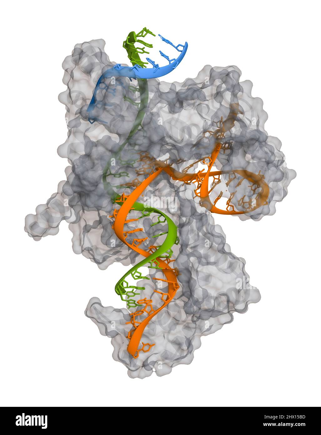 CRISPR-Cas12j protein complexed to RNA, molecular model Stock Photo - Alamy