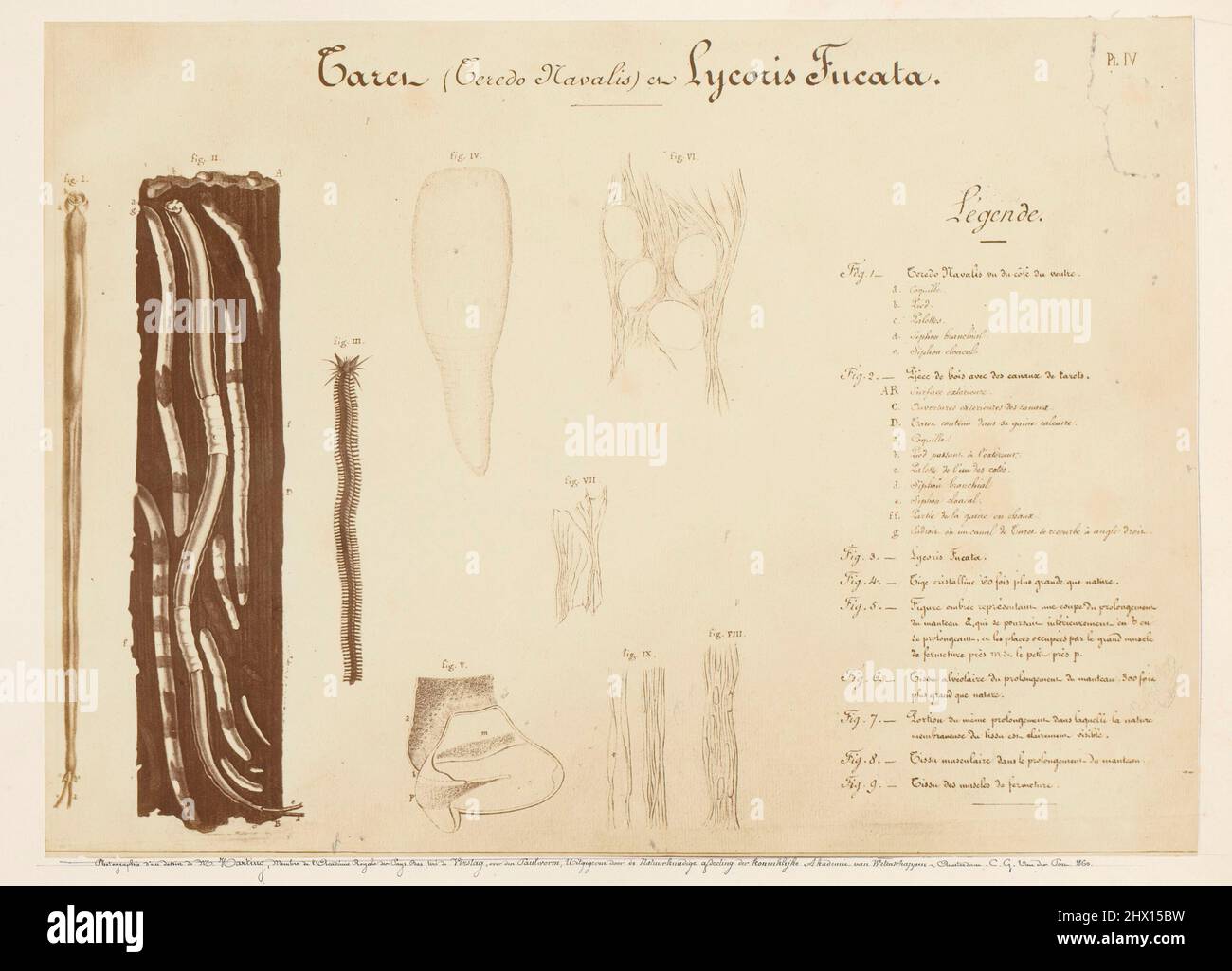 Teredo navalis and Lycoris fucata marine worms, illustration Stock ...
