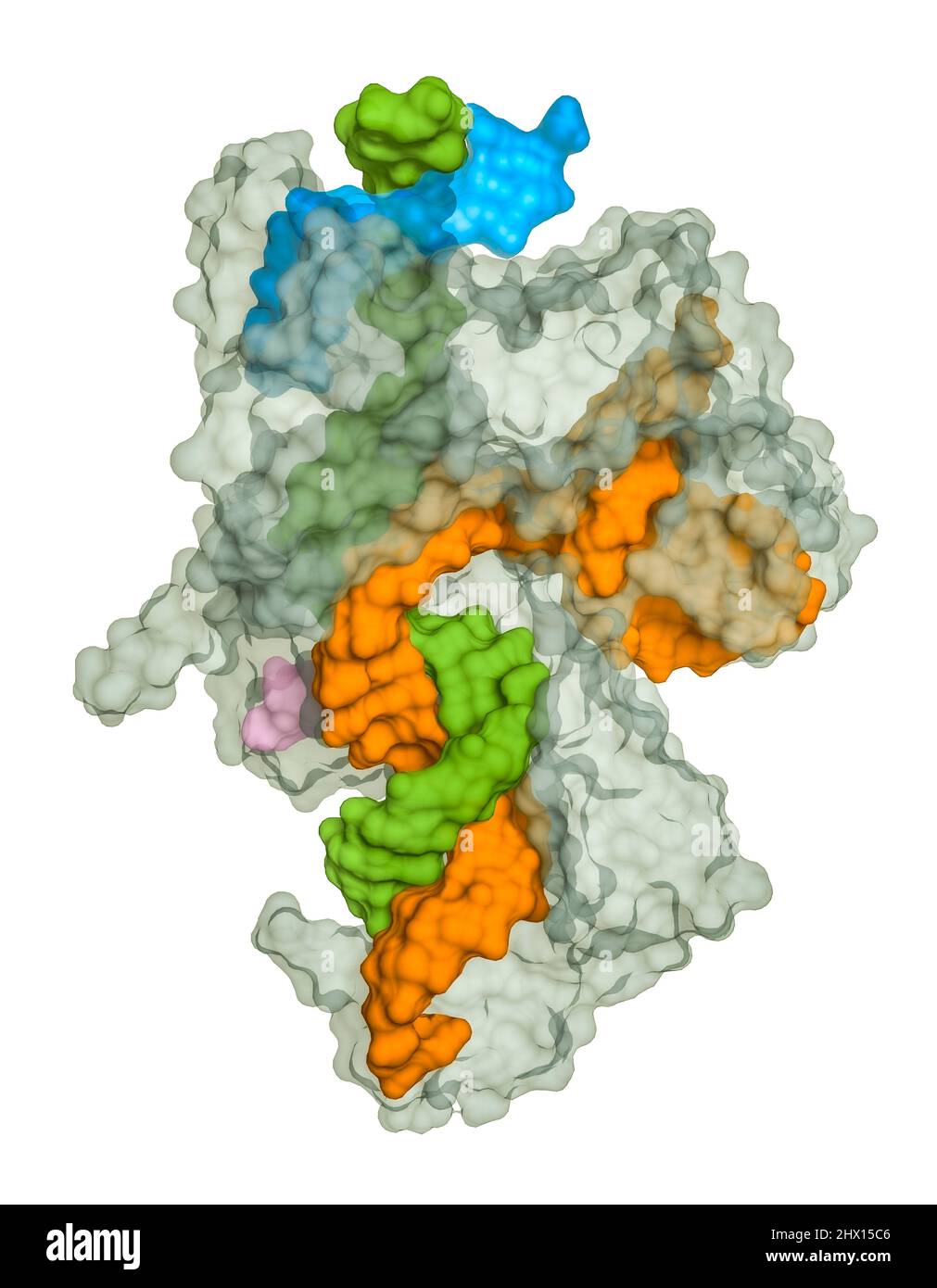 CRISPR-Cas12j protein complexed to RNA, molecular model Stock Photo - Alamy