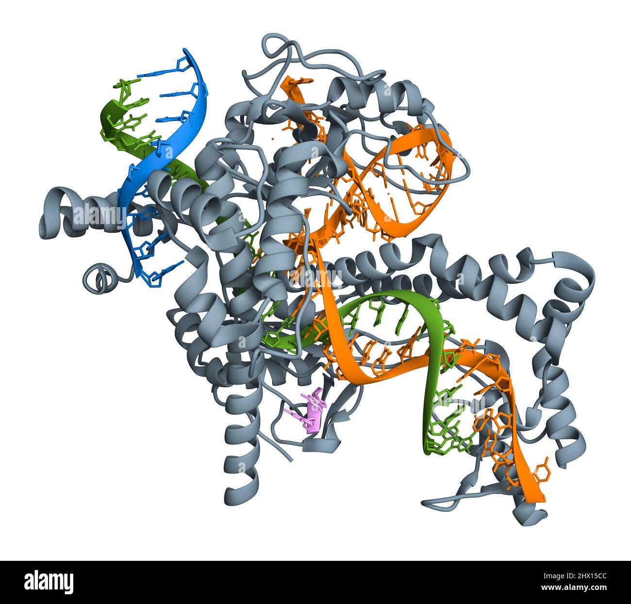 CRISPR-Cas12j protein complexed to RNA, molecular model Stock Photo - Alamy