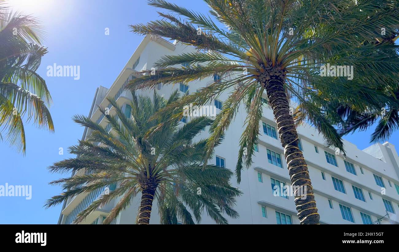 Amazing palm trees in Miami Stock Photo - Alamy