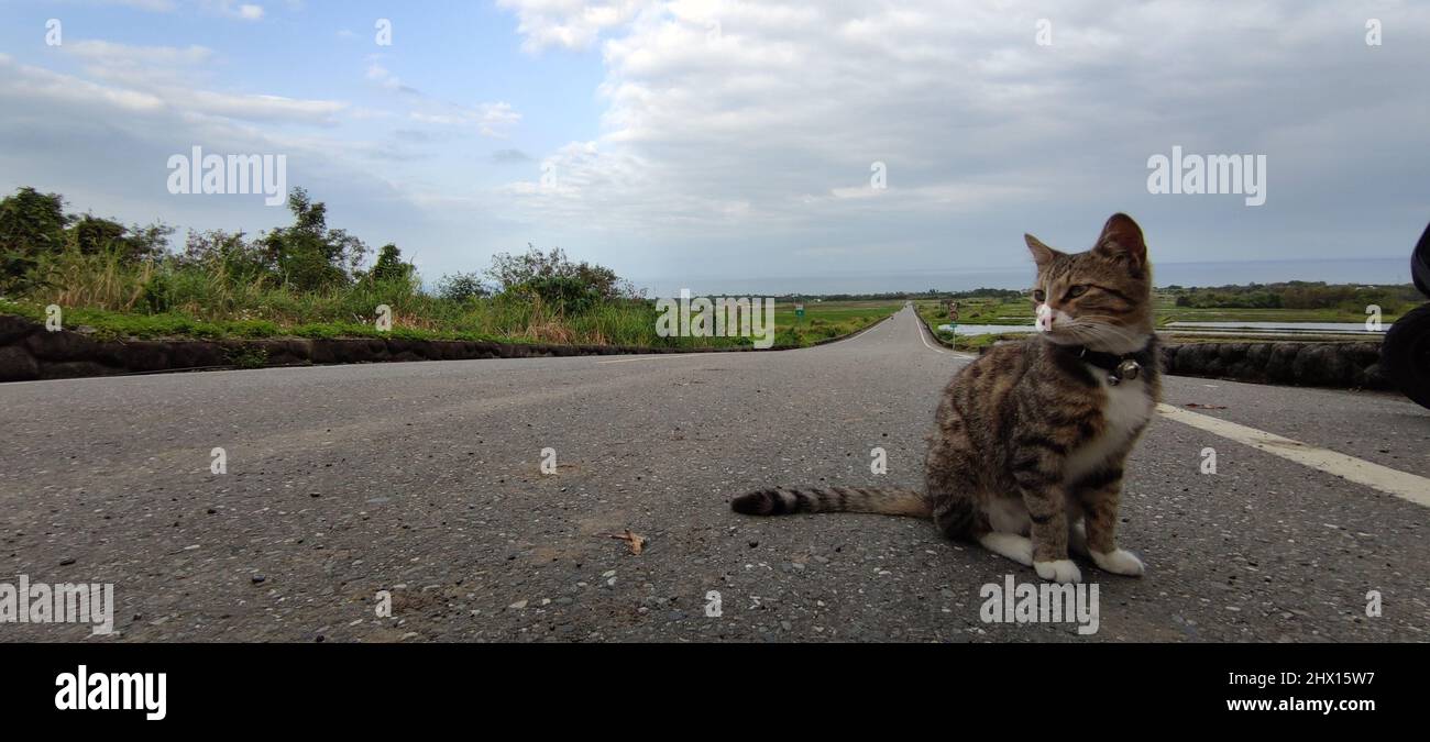 The Aerial view of beautiful terraced rice field and road .Taitung ...