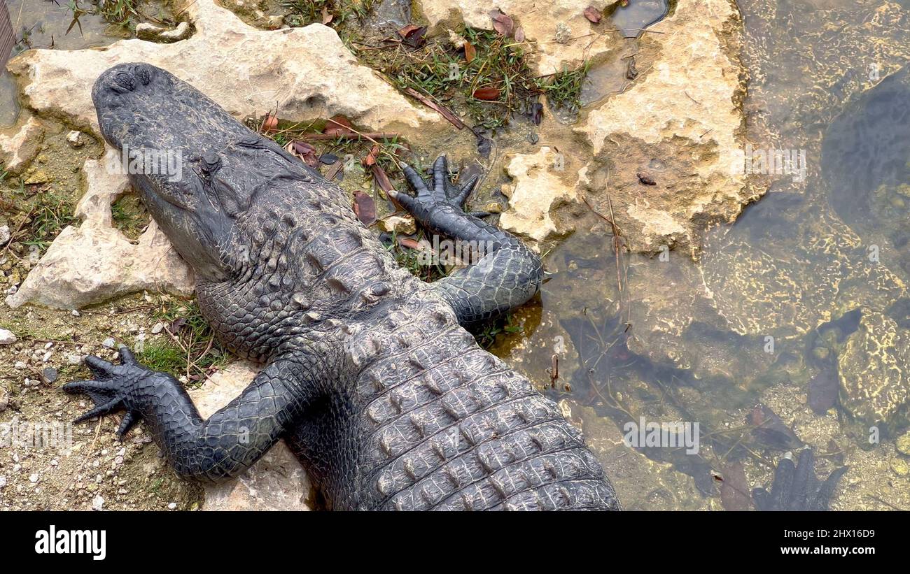 Alligators in the Everglades lying on shallow water Stock Photo - Alamy