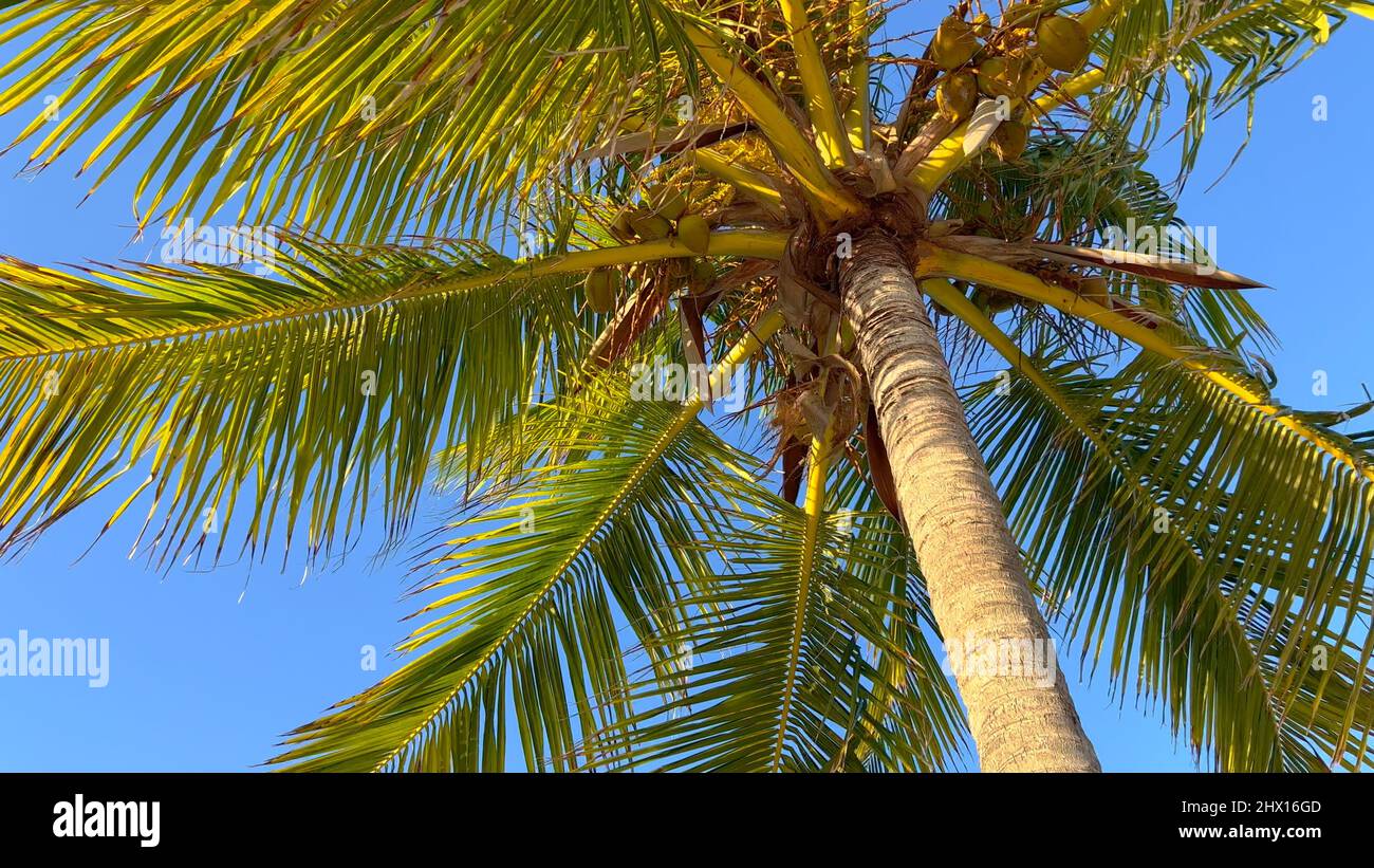 Tree moving wind in sunlight hi-res stock photography and images - Alamy