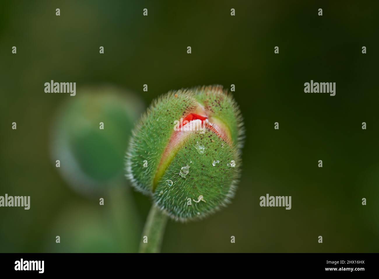 Papaver nudicaule - Iceland Poppy. Iceland Poppy. Papaver croceum ...