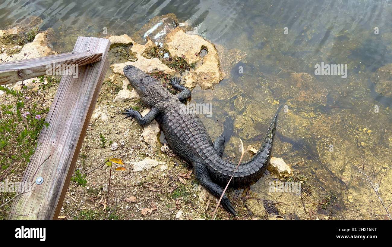 Alligators in the Everglades lying on shallow water Stock Photo - Alamy