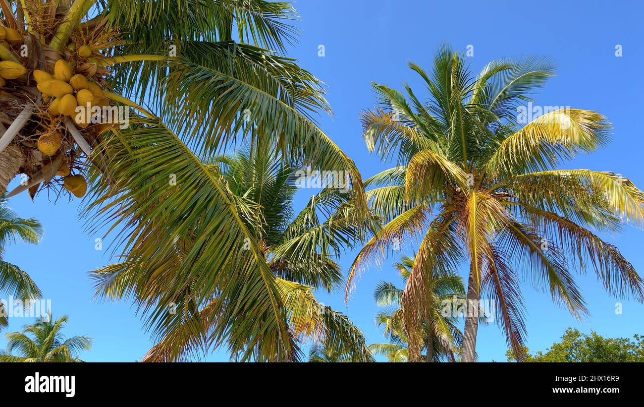 Wonderful Caribbean Palm trees moving in the wind Stock Photo - Alamy