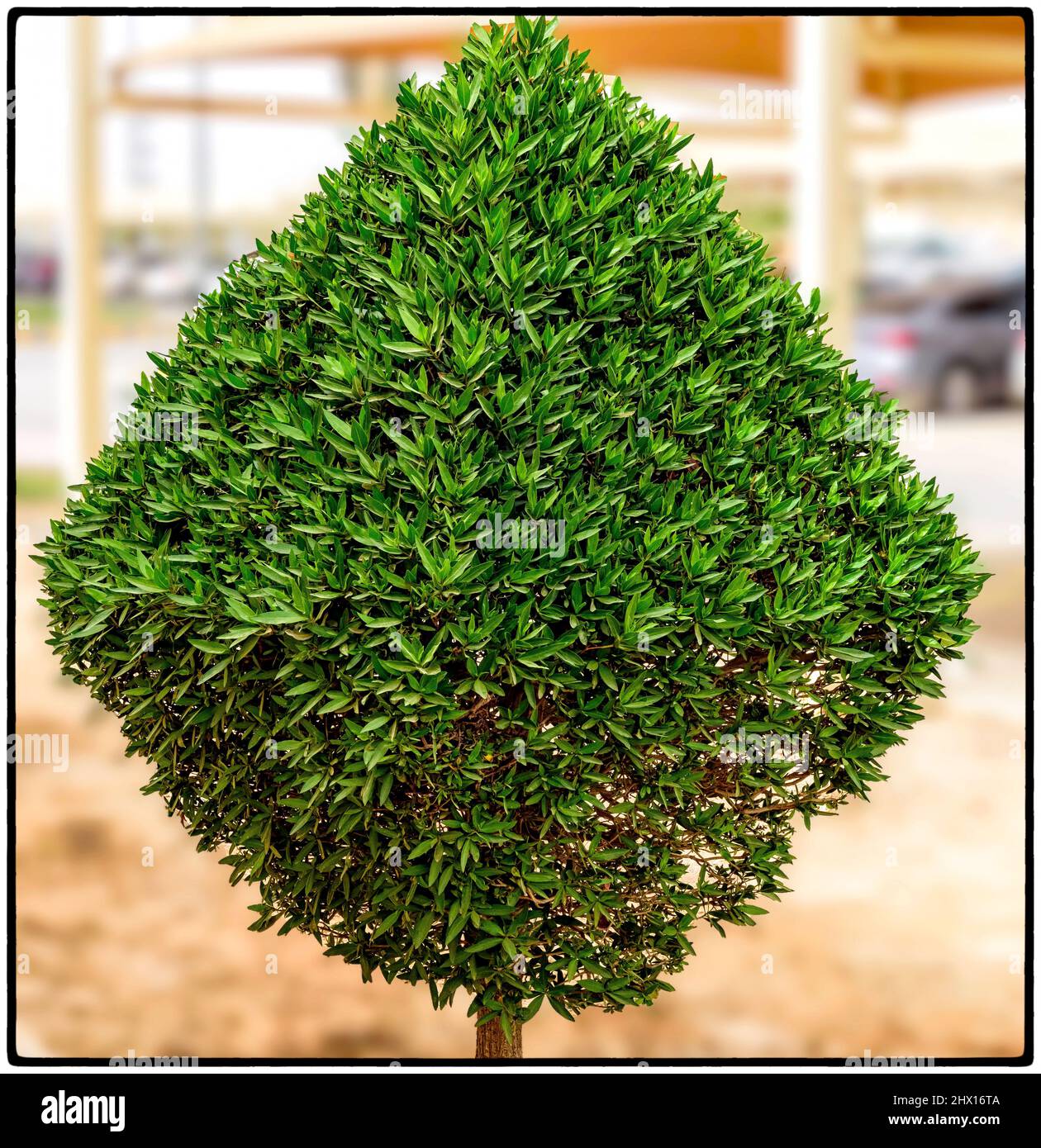 Topiary tree frames hi-res stock photography and images - Alamy