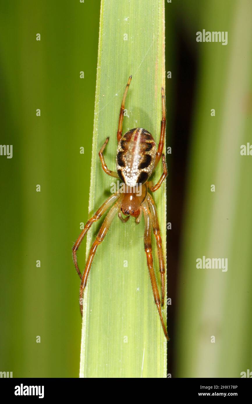 Leaf Curling Spider, Phonognatha graeffei. Sitting on a grass blade ...