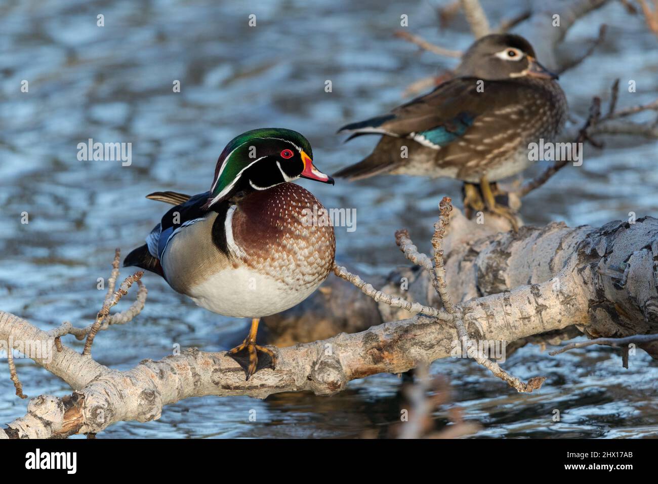 Two wood ducks, a pair standing on a fallen tree with water in ...