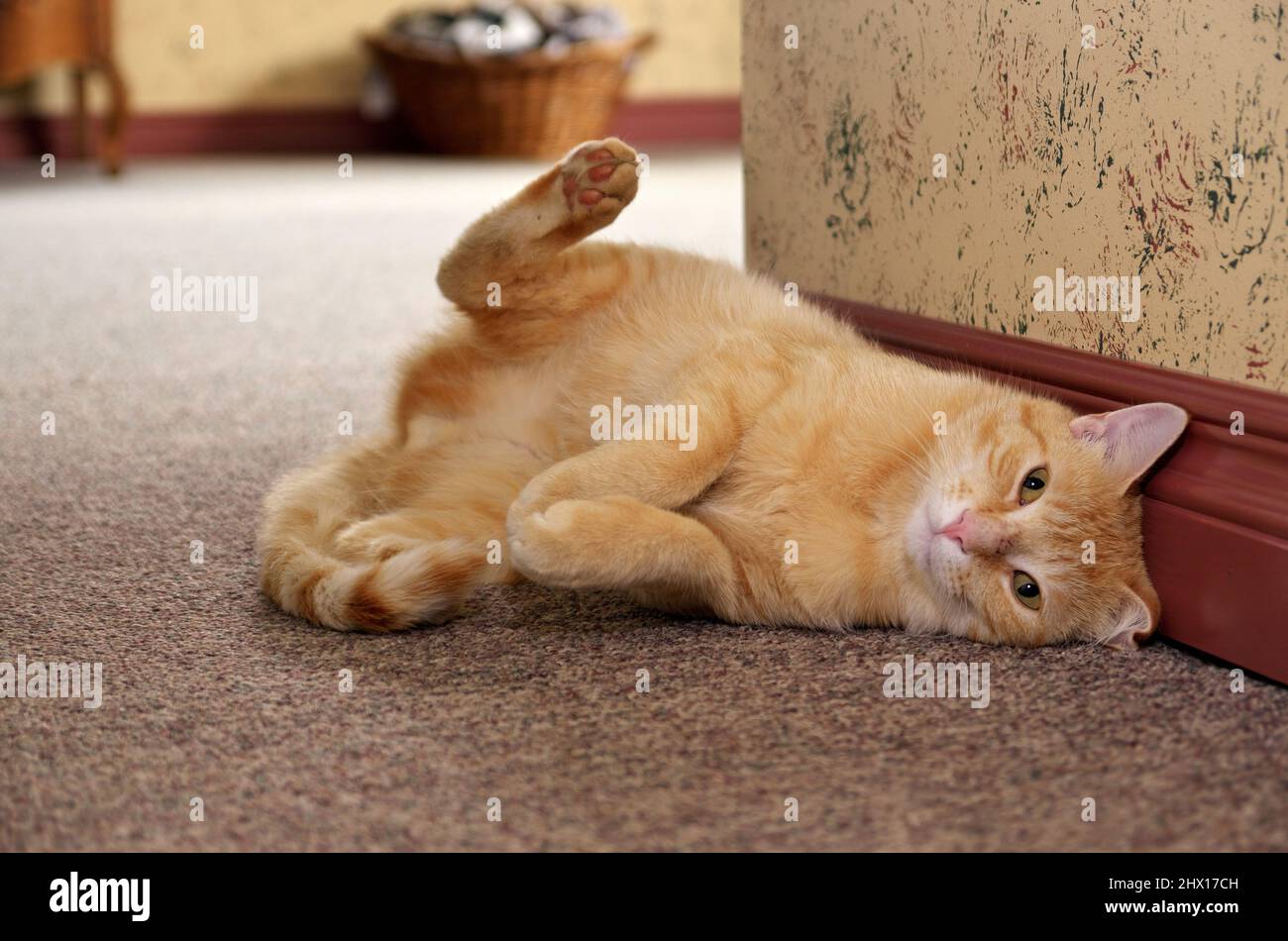 Adorable Cute Orange and white Tabby Cat Kitten Rolls Playfully and ...