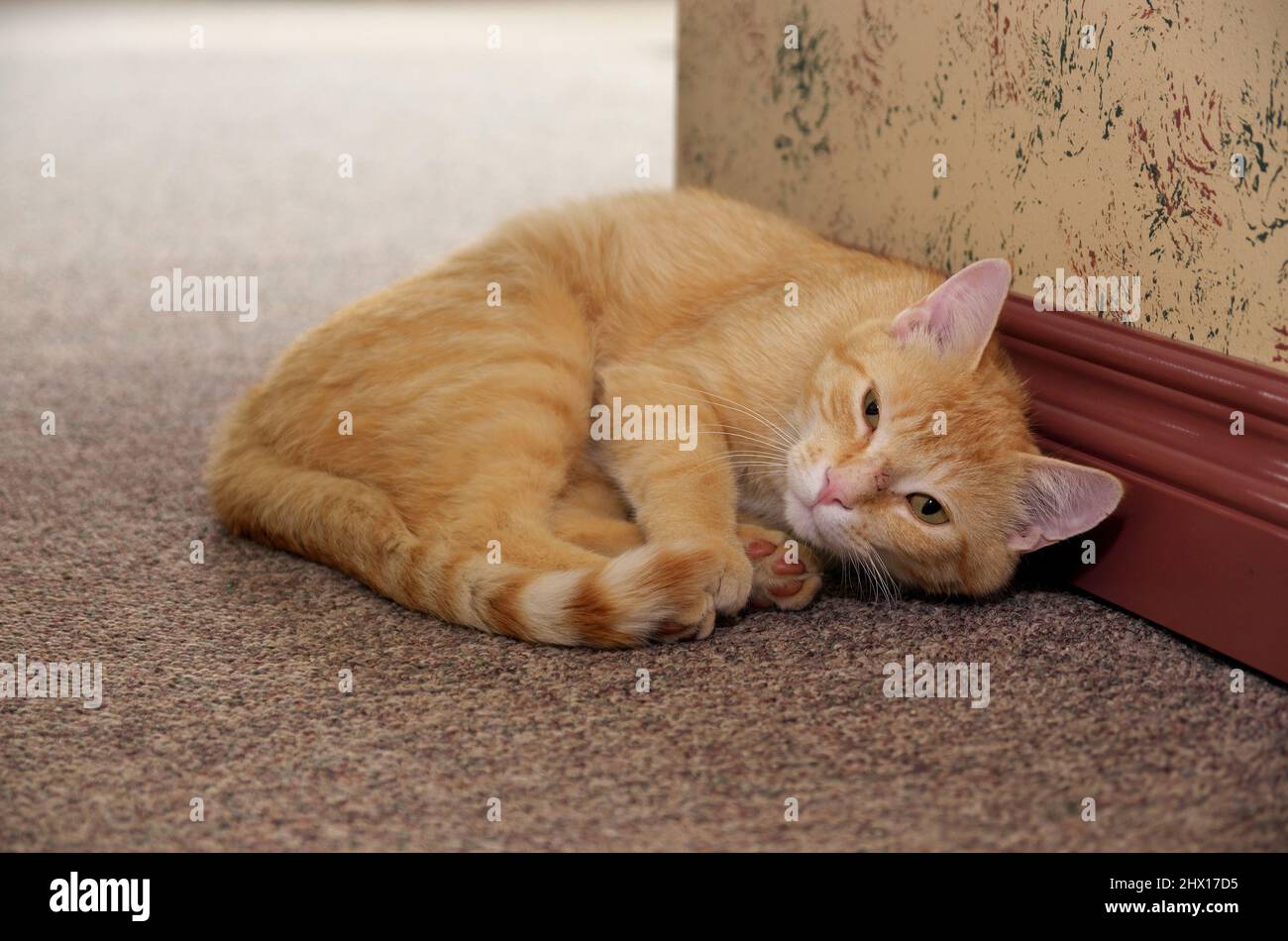 Adorable Cute Orange and white Tabby Cat Kitten Rolls Playfully and ...