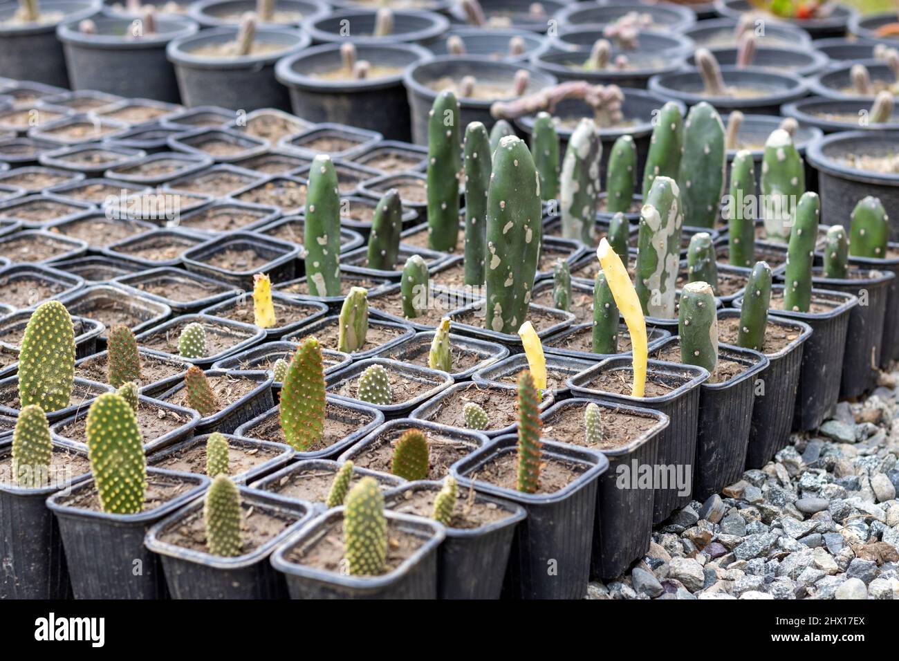Opuntia cactus propagation in small plastic pots Stock Photo - Alamy