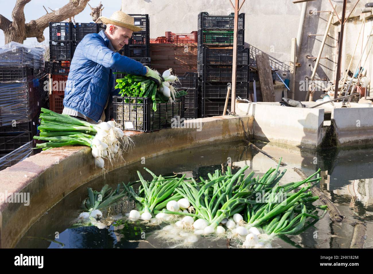 Peeling onions water hi-res stock photography and images - Alamy