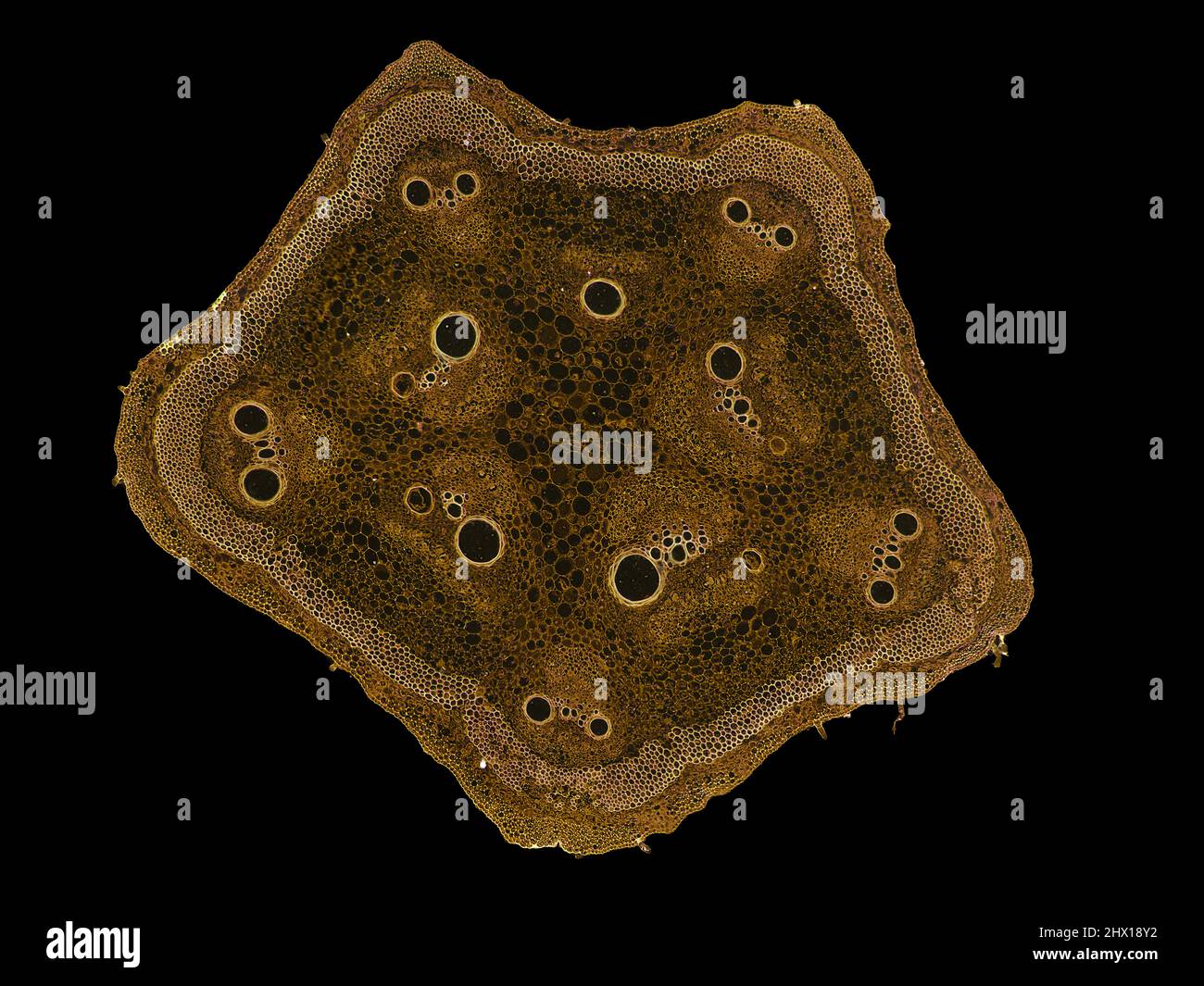 cross section cut slice of plant stem under the microscope ...