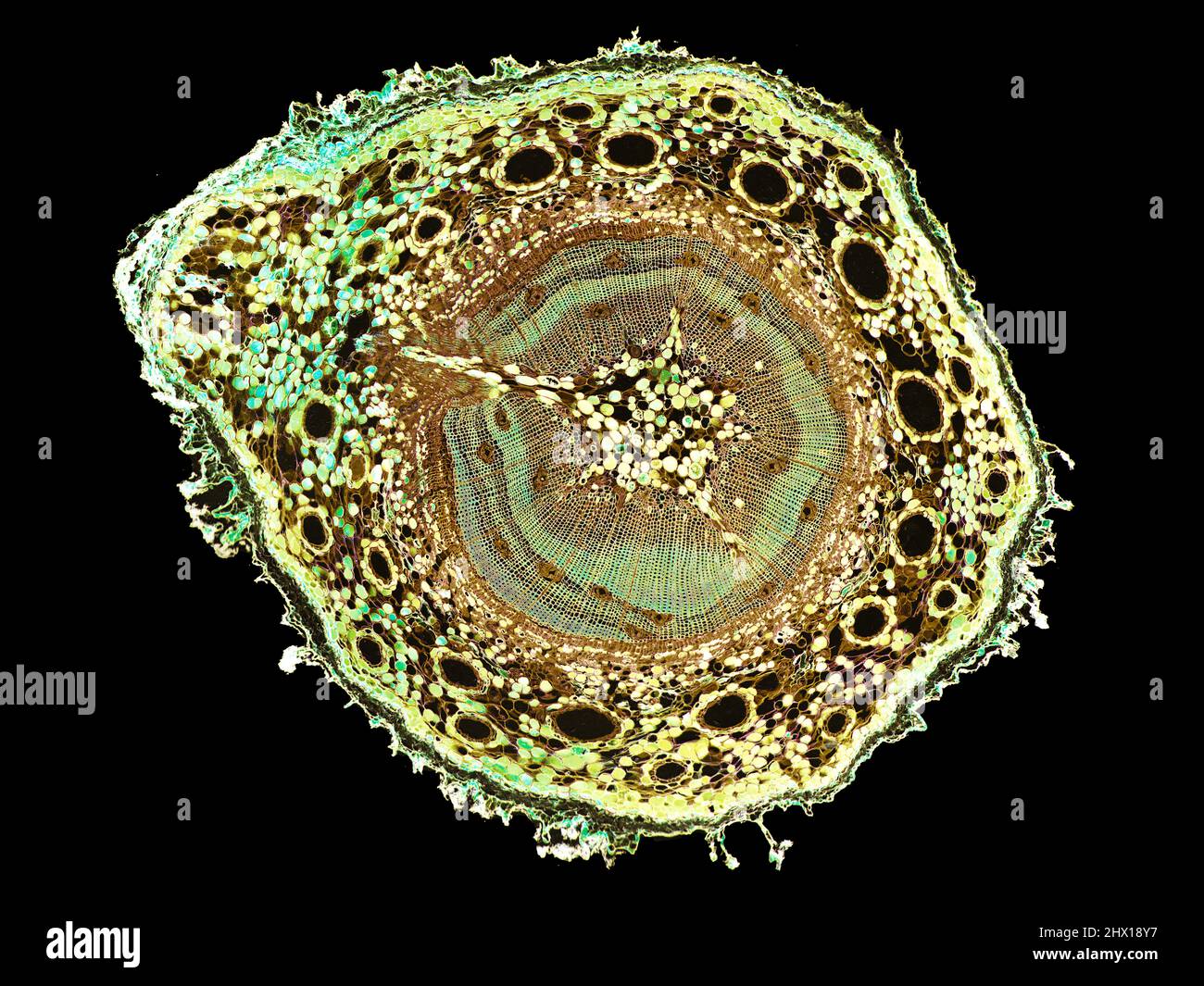 Cross Section Of A Plant Stem Under A Microscope Microscopic Cross